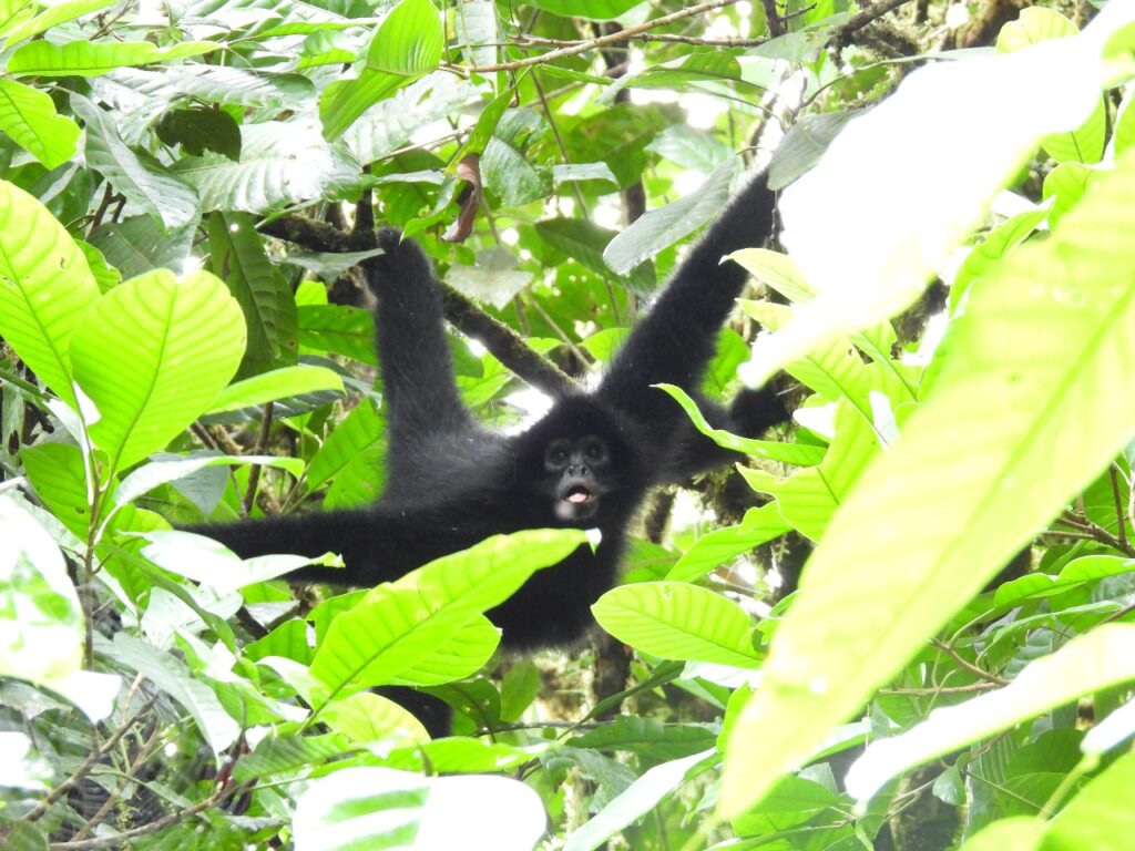 UNISARC lidera expedición para la conservación del Mono Araña Negro en ...